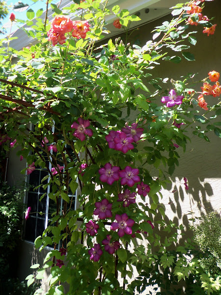 Clematis | Project Noah