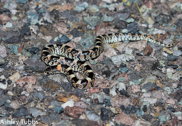 Longnose Snake | Project Noah