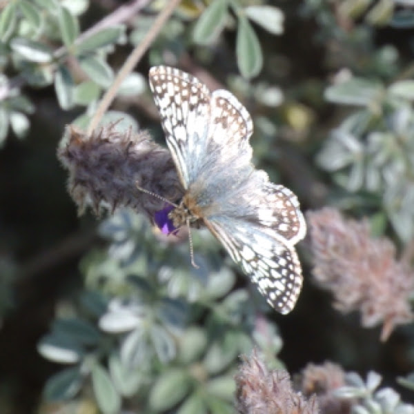 Common Checkered Skipper | Project Noah