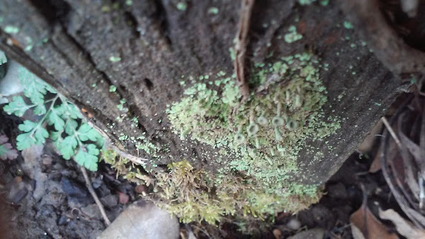 Trumpet Lichen/False Pixie Cup | Project Noah