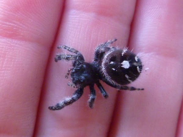 Daring Jumping Spider | Project Noah