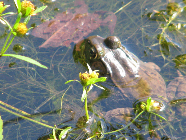 Mink Frog | Project Noah
