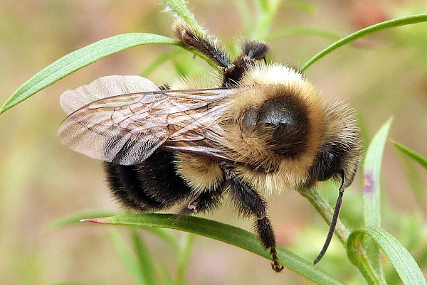 Common Eastern Bumblebee | Project Noah