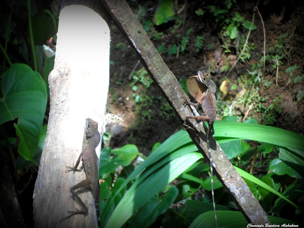 Sri Lankan kangaroo lizard | Project Noah