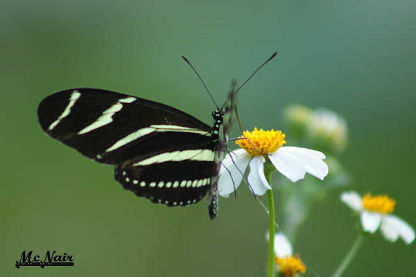Zebra Longwing Butterfly | Project Noah