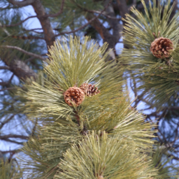 Ponderosa Pine cones | Project Noah