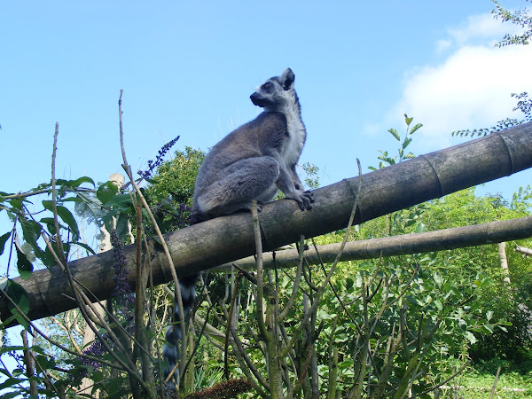 Ring-tailed Lemur | Project Noah