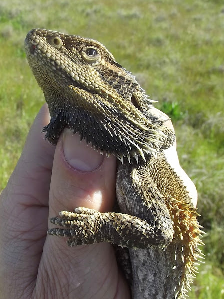 Bearded dragon | Project Noah