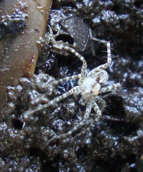 Wolf Spider | Project Noah