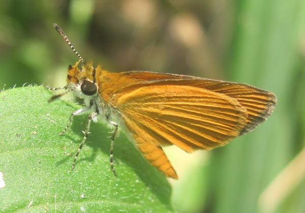 Least Skipper | Project Noah