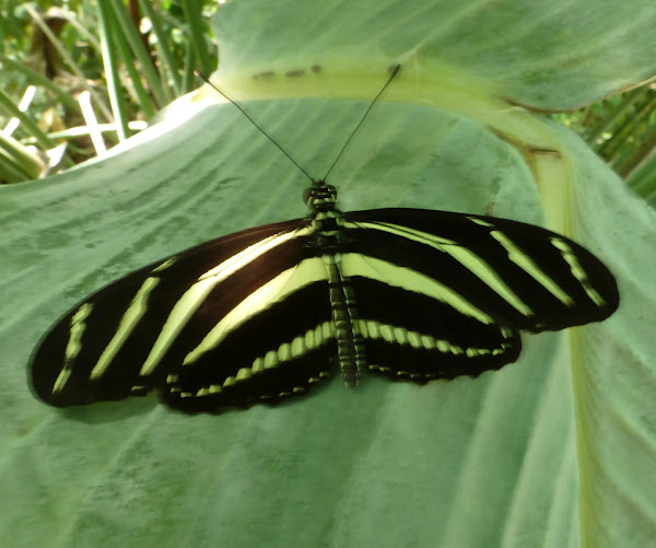 Zebra Longwing | Project Noah