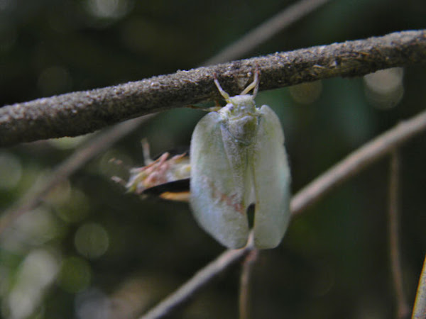 Flatid planthoppers | Project Noah