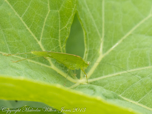 leaf cricket | Project Noah