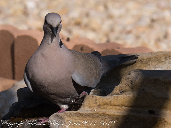 Collared Dove; Tórtola Turca | Project Noah