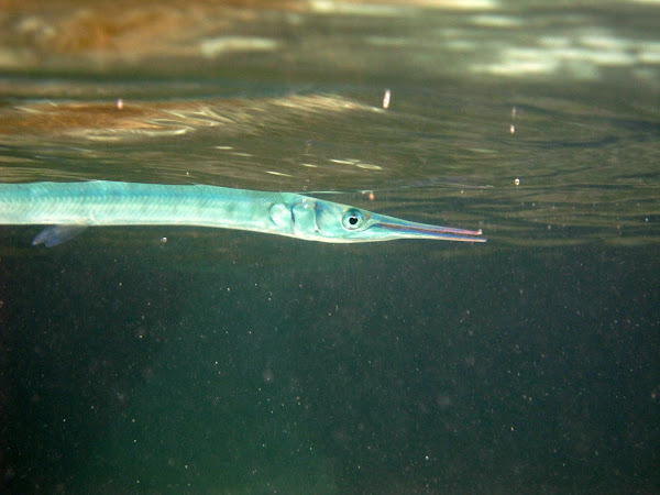 Crocodile Needlefish | Project Noah