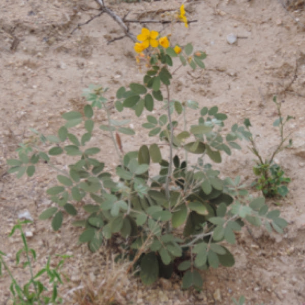 Desert Senna | Project Noah