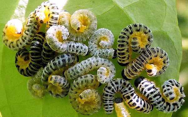 Dogwood Sawfly Larvae | Project Noah