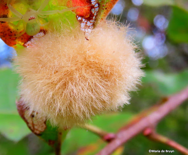Insect gall | Project Noah