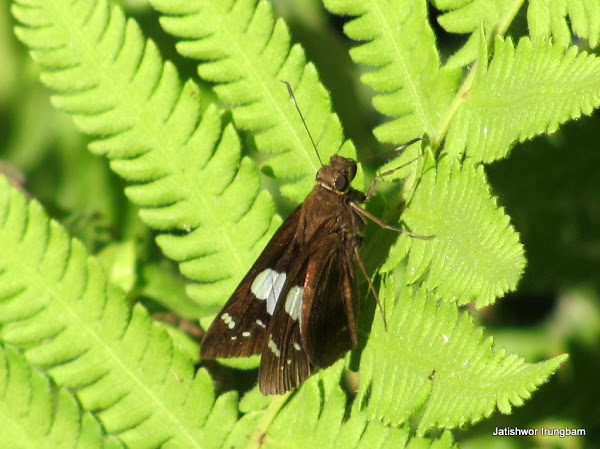 Restricted Demon (Skipper Butterfly) | Project Noah