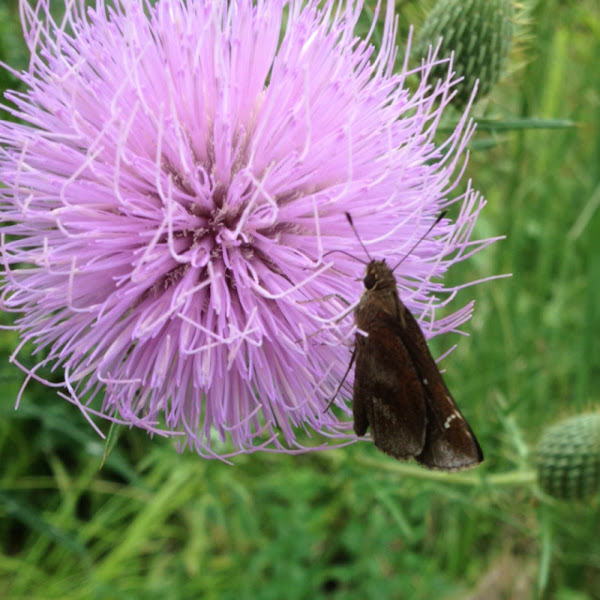 Clouded Skipper | Project Noah