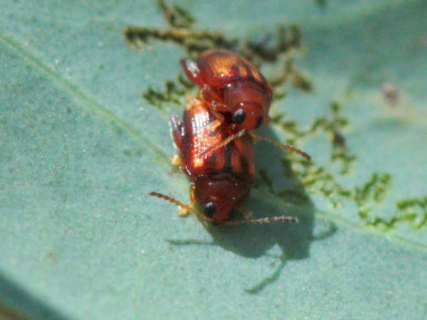 Flea leaf beetle | Project Noah