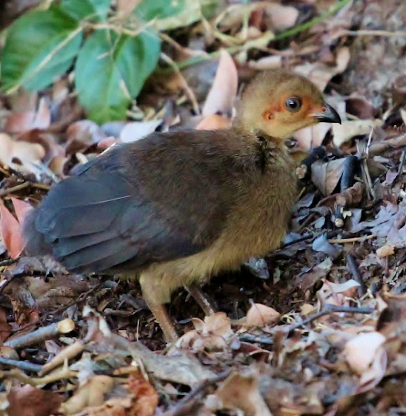 Baby Brush Turkeys | Project Noah
