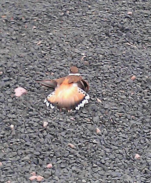 Killdeer | Project Noah