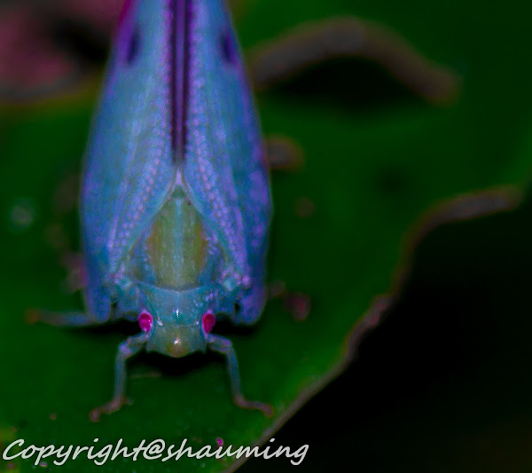 Leaf Hopper | Project Noah