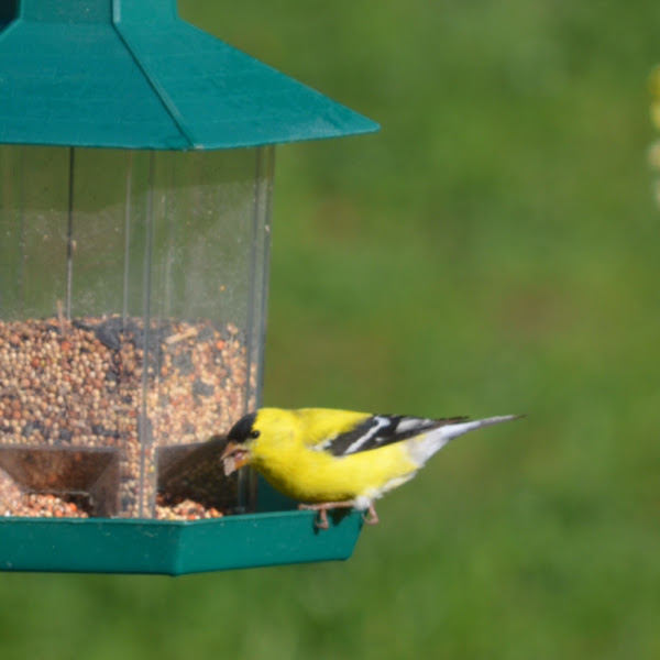 American Goldfinch | Project Noah