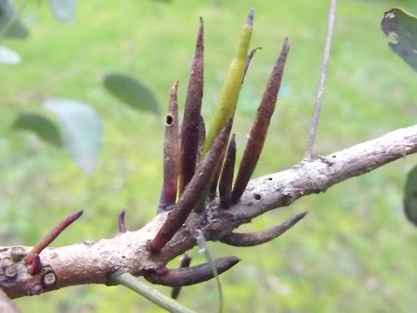 stem gall | Project Noah