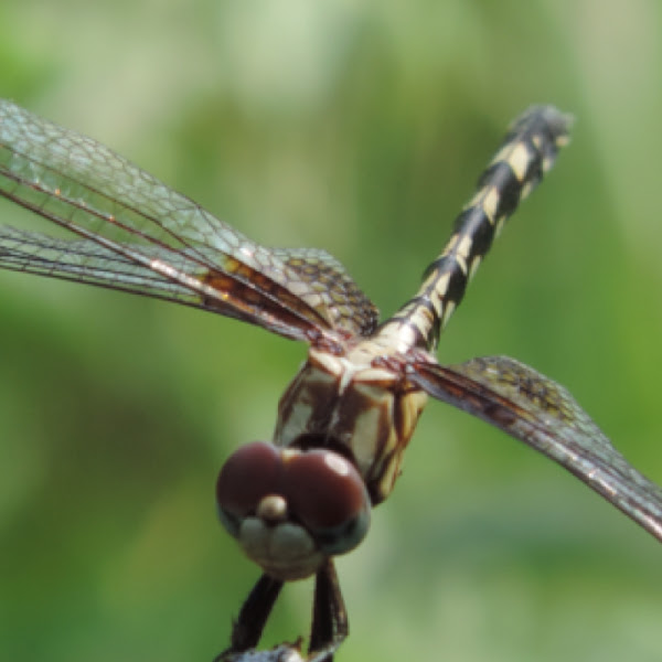 Checkered Setwing | Project Noah