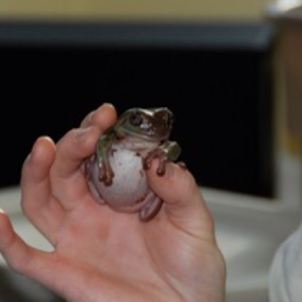 Frogs | Project Noah