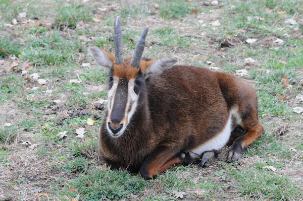 Sable antelope | Project Noah