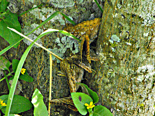 Hackberry Emperor | Project Noah
