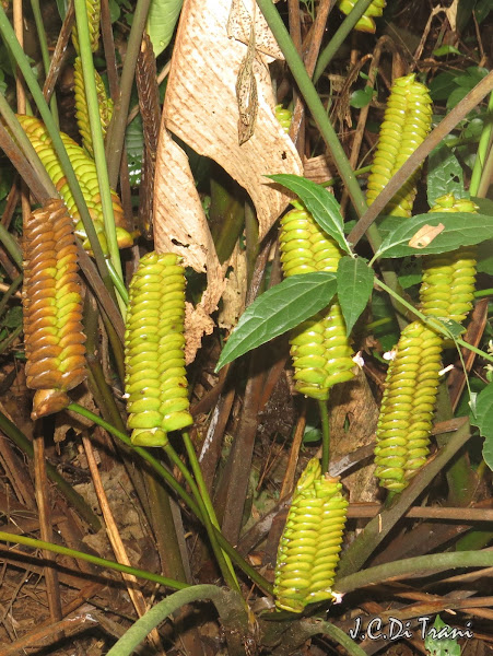 Rattlesnake Plant | Project Noah