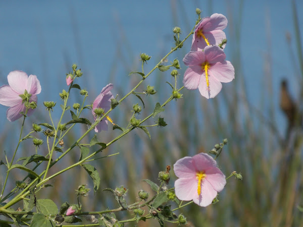 Salt Marsh Mallow | Project Noah