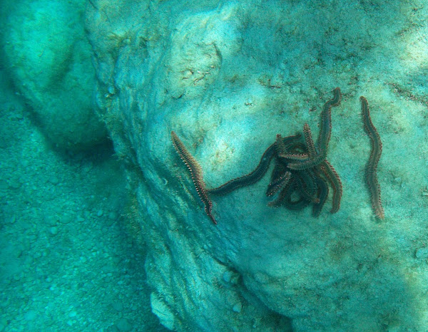 Bearded fireworm | Project Noah