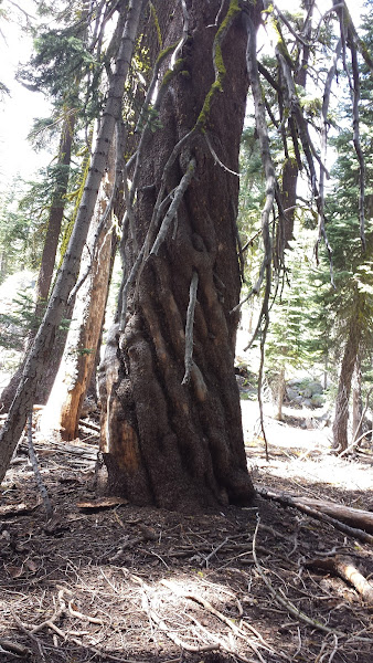 Western white pine | Project Noah