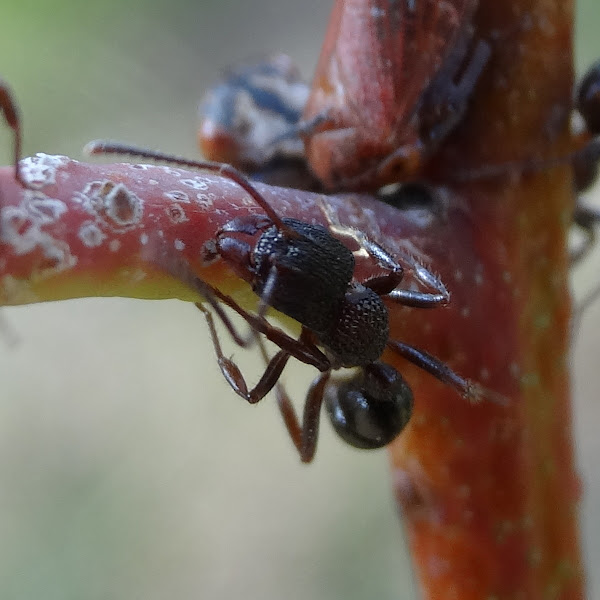 Unknown hopper | Project Noah
