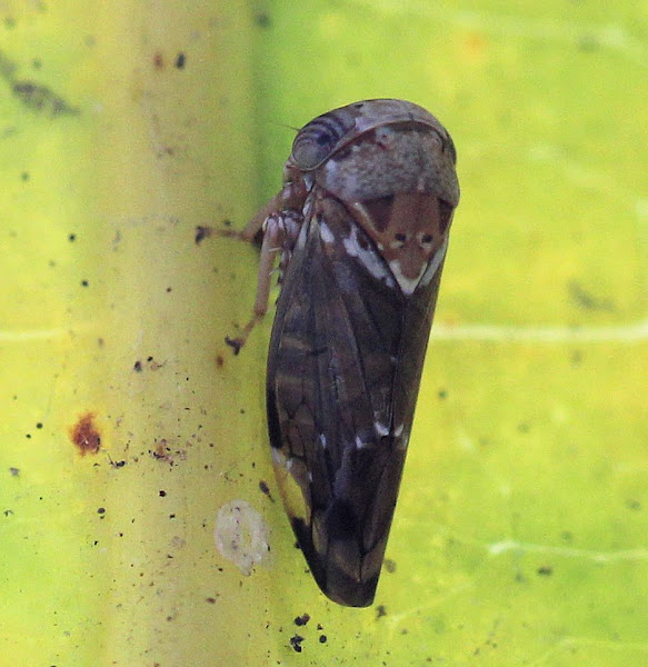 Leafhopper | Project Noah