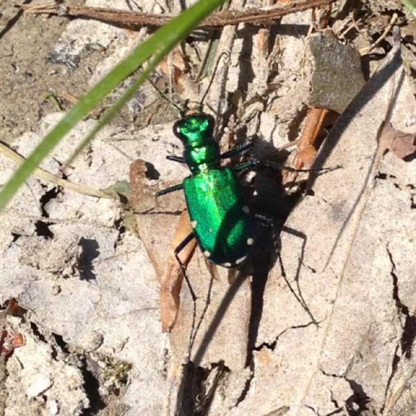 Six-Spotted Tiger Beetle | Project Noah