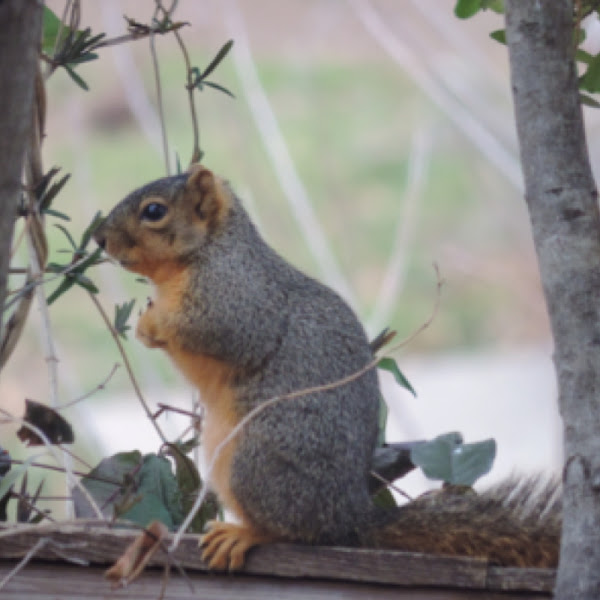 Fox Squirrel | Project Noah