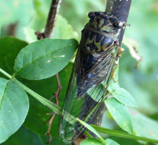 Cicada (Adult) | Project Noah
