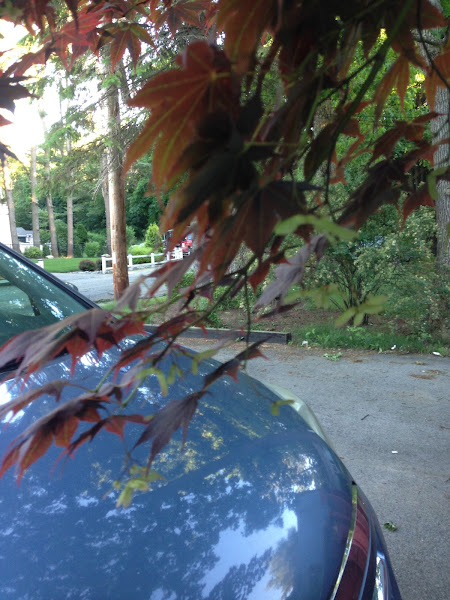 Japanese Maple | Project Noah