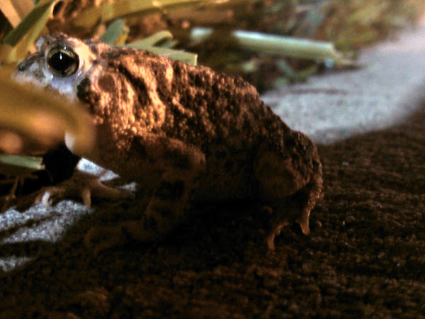 Southern Toad | Project Noah