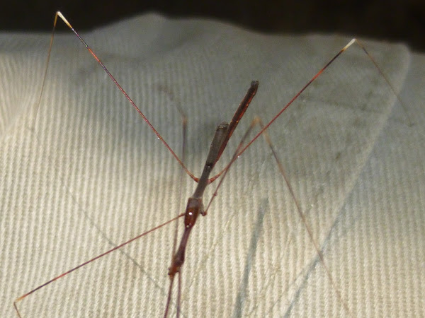 Thread-legged Assasin Bug | Project Noah