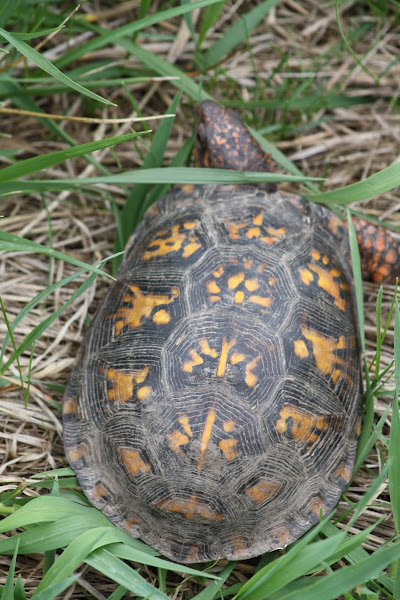Eastern Box Turtle | Project Noah