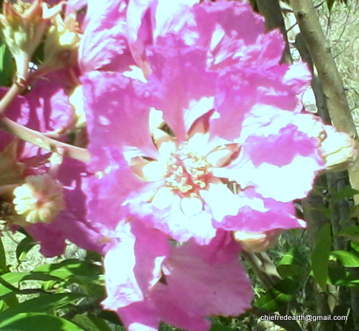 Giant Crape-myrtle | Project Noah