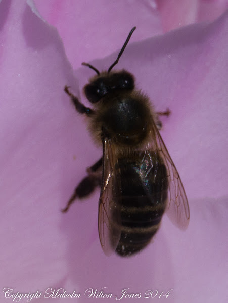 Honey Bee | Project Noah