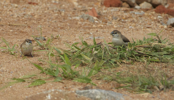 Scaly-breasted Munia (female or immature) | Project Noah